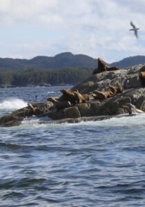 Protecting Our Coast, Building Our Economy | Coastal First Nations