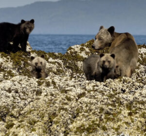 Protecting Our Coast, Building Our Economy | Coastal First Nations