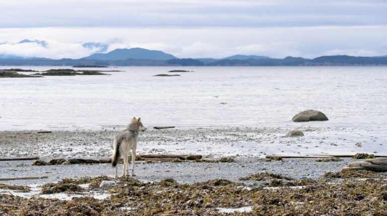 Watch: New Video Showcases Ocean Stewardship of Coastal First Nations ...