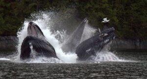 Kitasoo Xai'xais Nation | Coastal First Nations