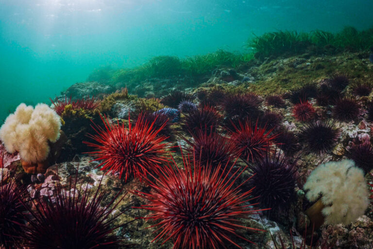 Indigenous-led Conservation and the Great Bear Sea PFP | Coastal First ...