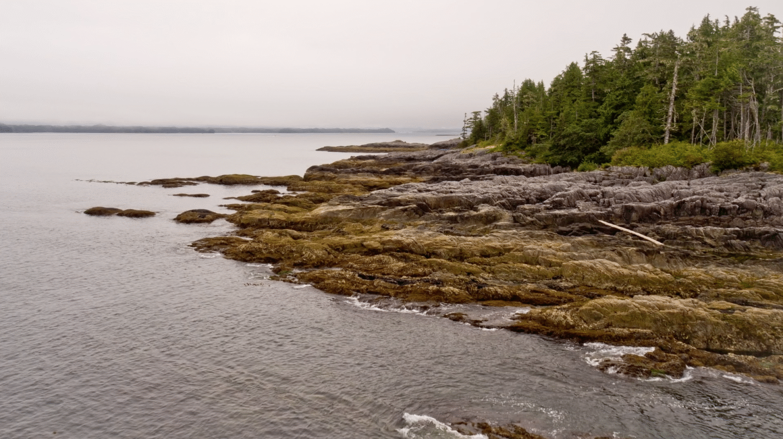 Protecting Our Coast, Building Our Economy | Coastal First Nations