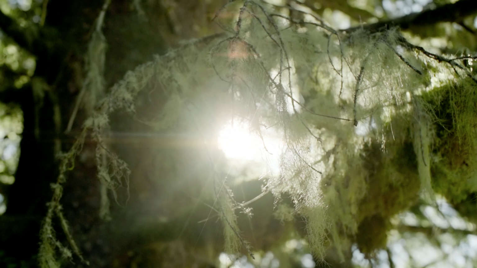 2024-25 CFN Annual Report: Celebrating 25 Years | Coastal First Nations